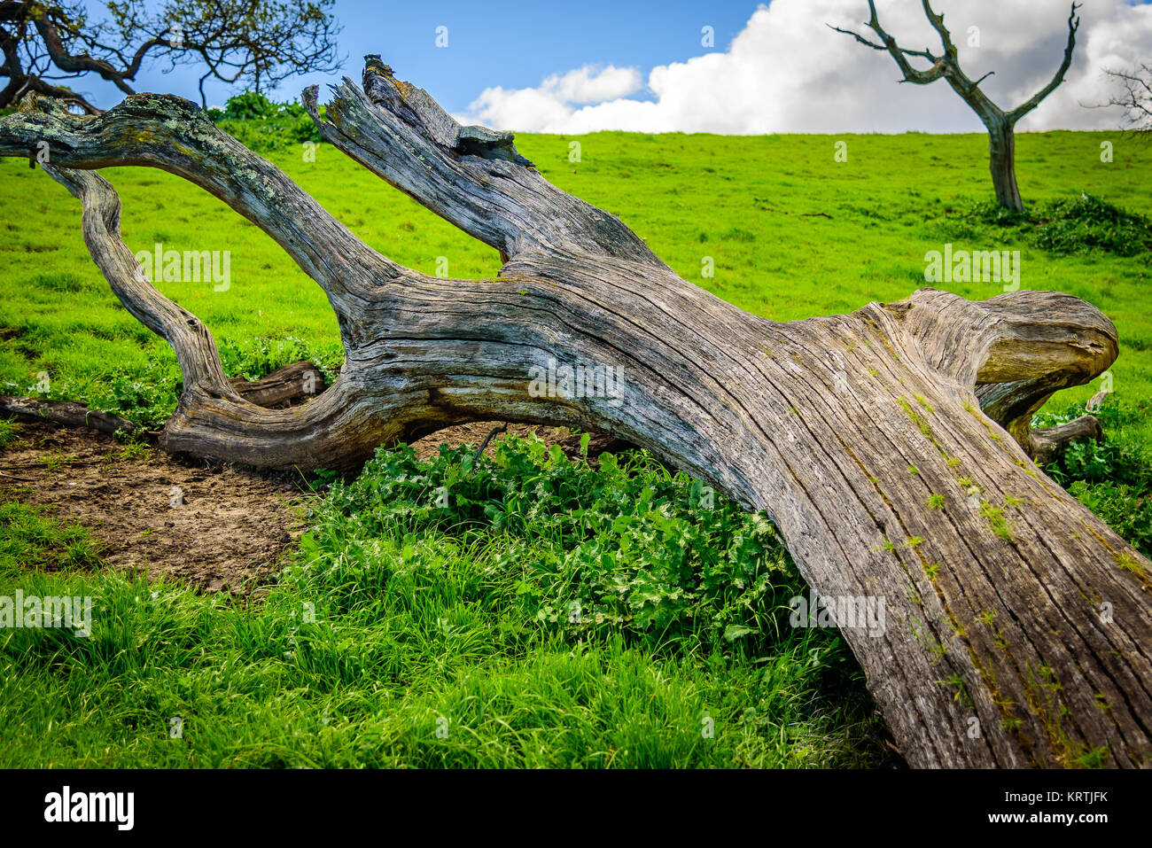 Fallen tree on the top of hill, blue sky and white clouds Stock Photo ...
