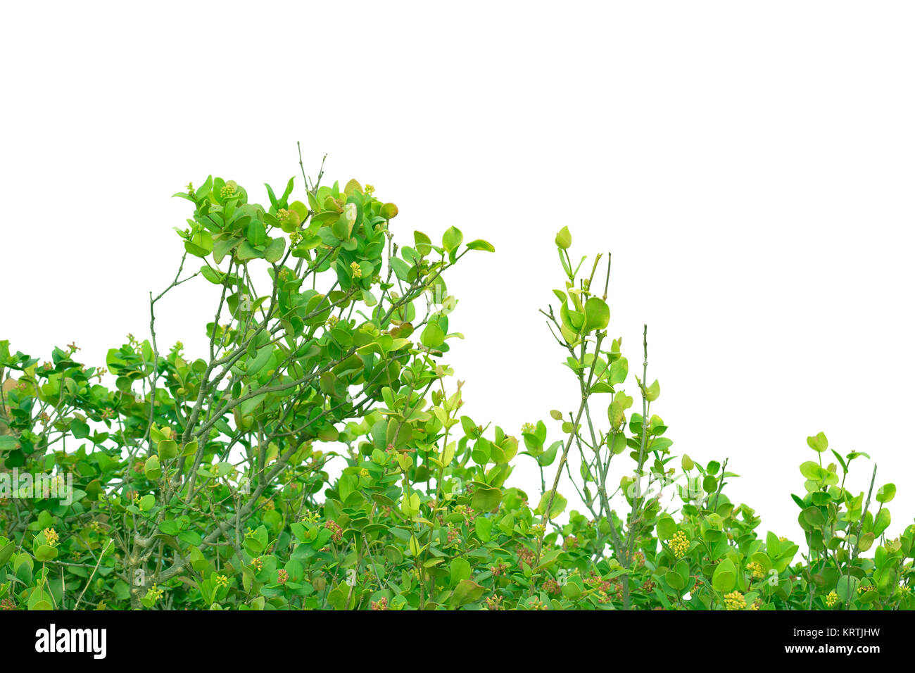 Leafy Vegetation Isolated Stock Photo - Alamy