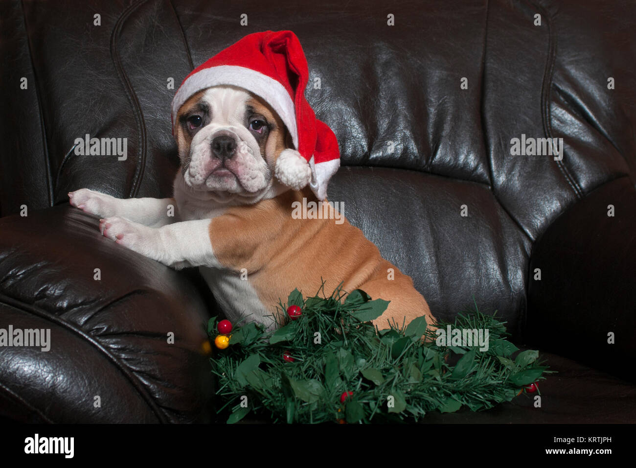 Bulldog wearing santa cap hi-res stock photography and images - Alamy