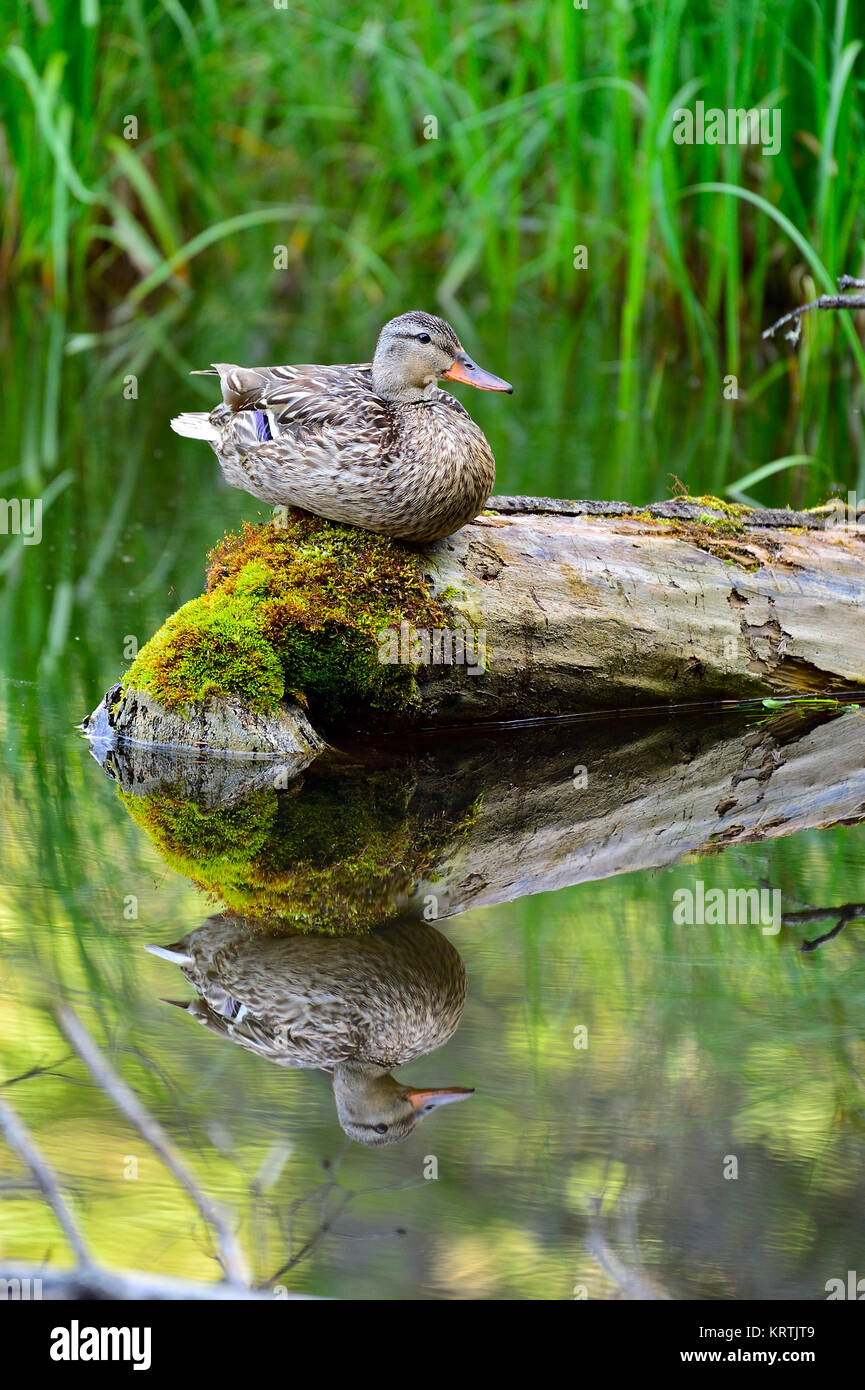 Female beaver hi-res stock photography and images - Alamy