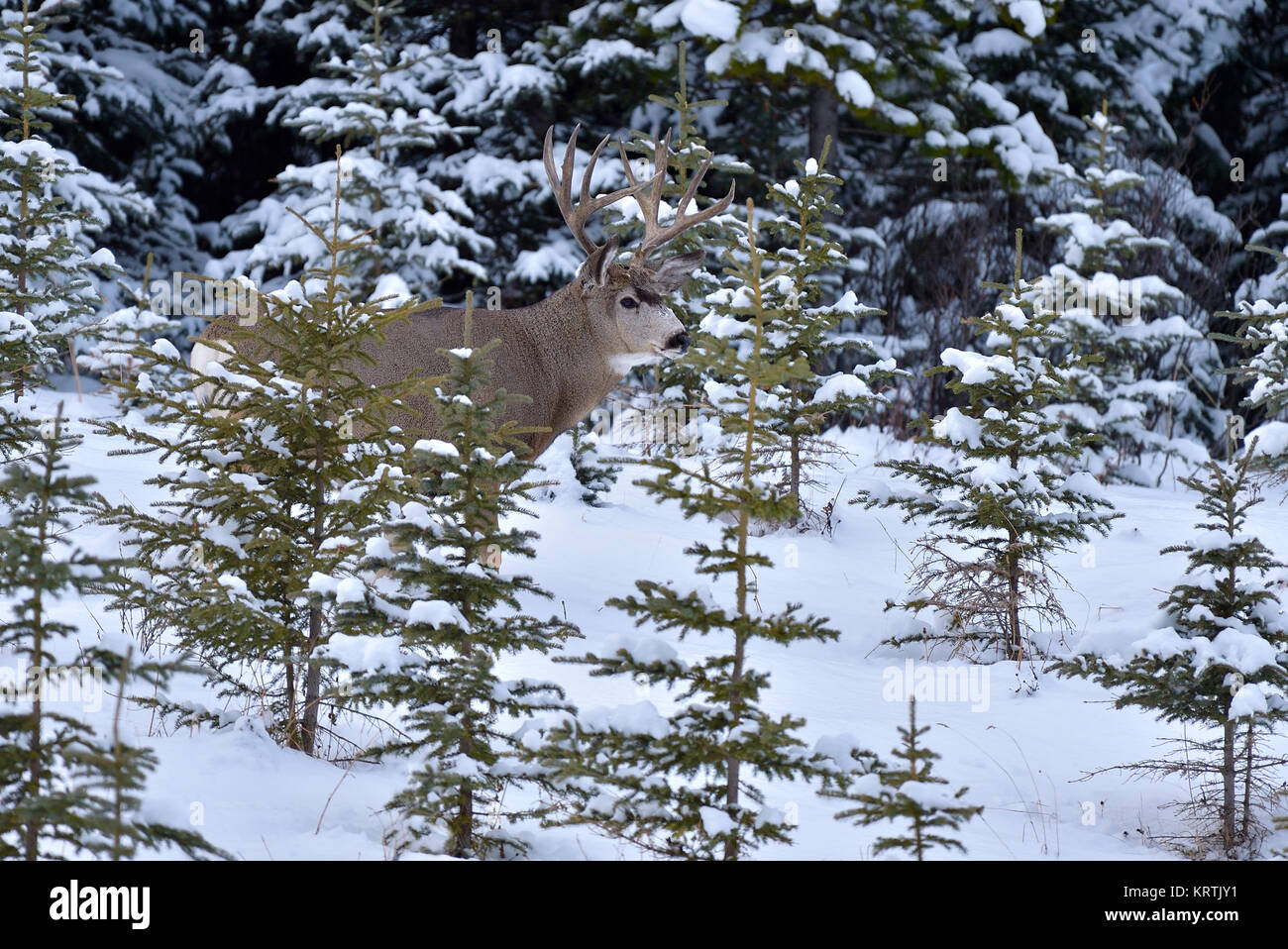 A mule deer buck (Odocoileus hemionus), standing in the small evergreen ...