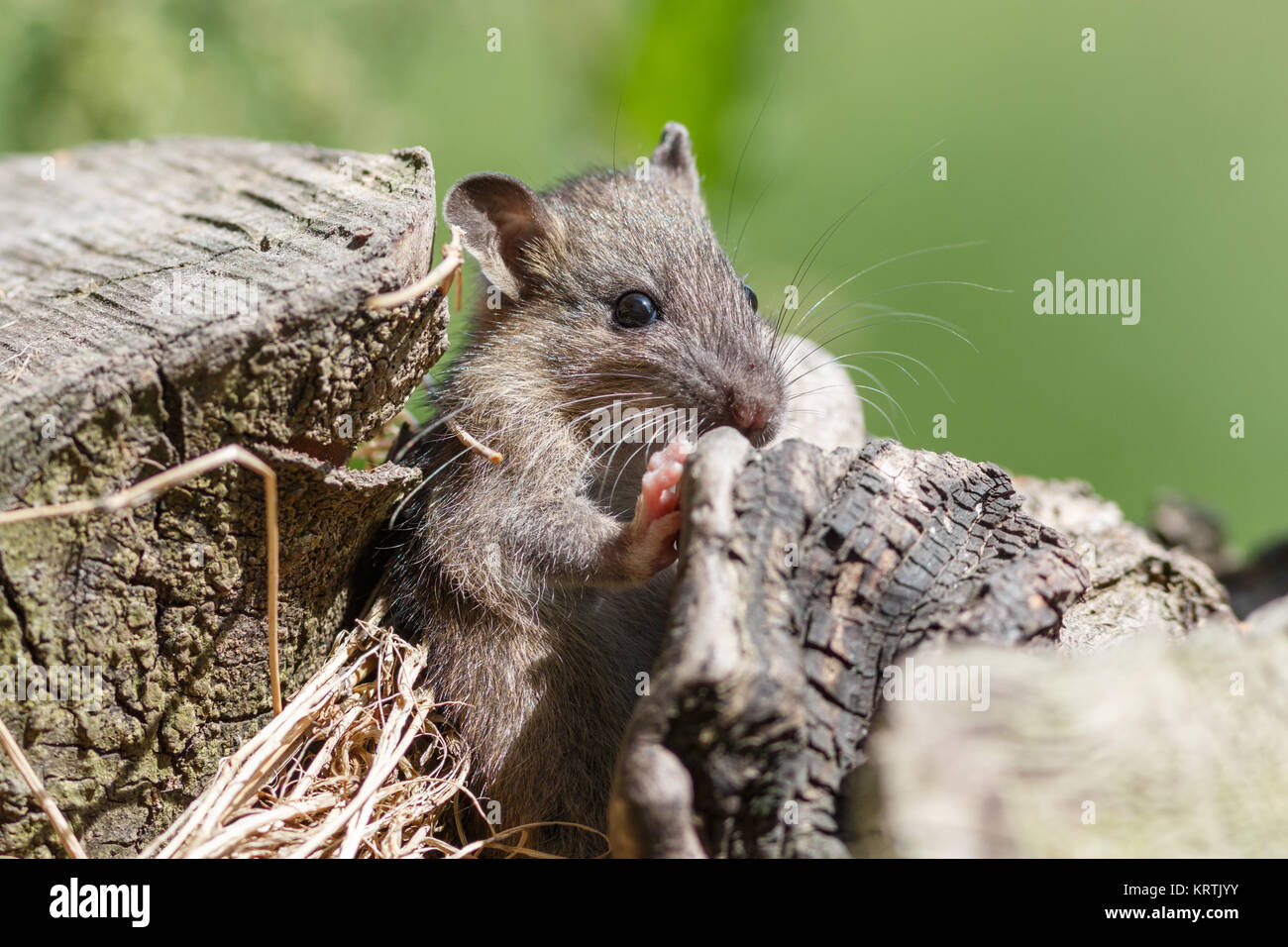 Mouse animals hi-res stock photography and images - Alamy