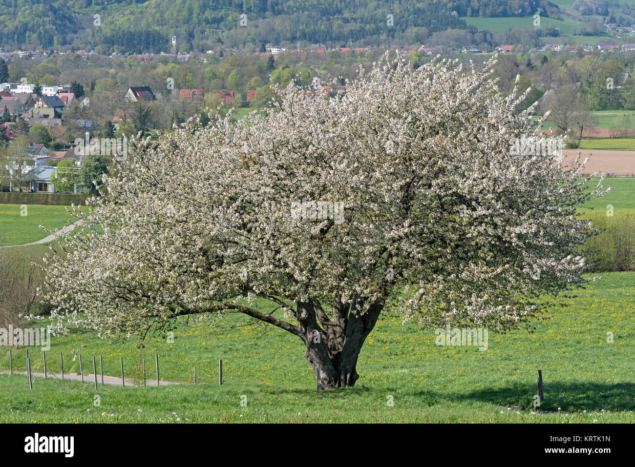Spring tree in blossom in the Black Forest Stock Photo - Alamy
