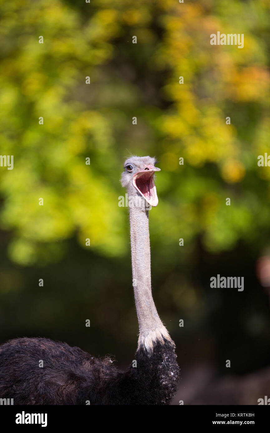 Ostrich (Struthio camelus Stock Photo - Alamy