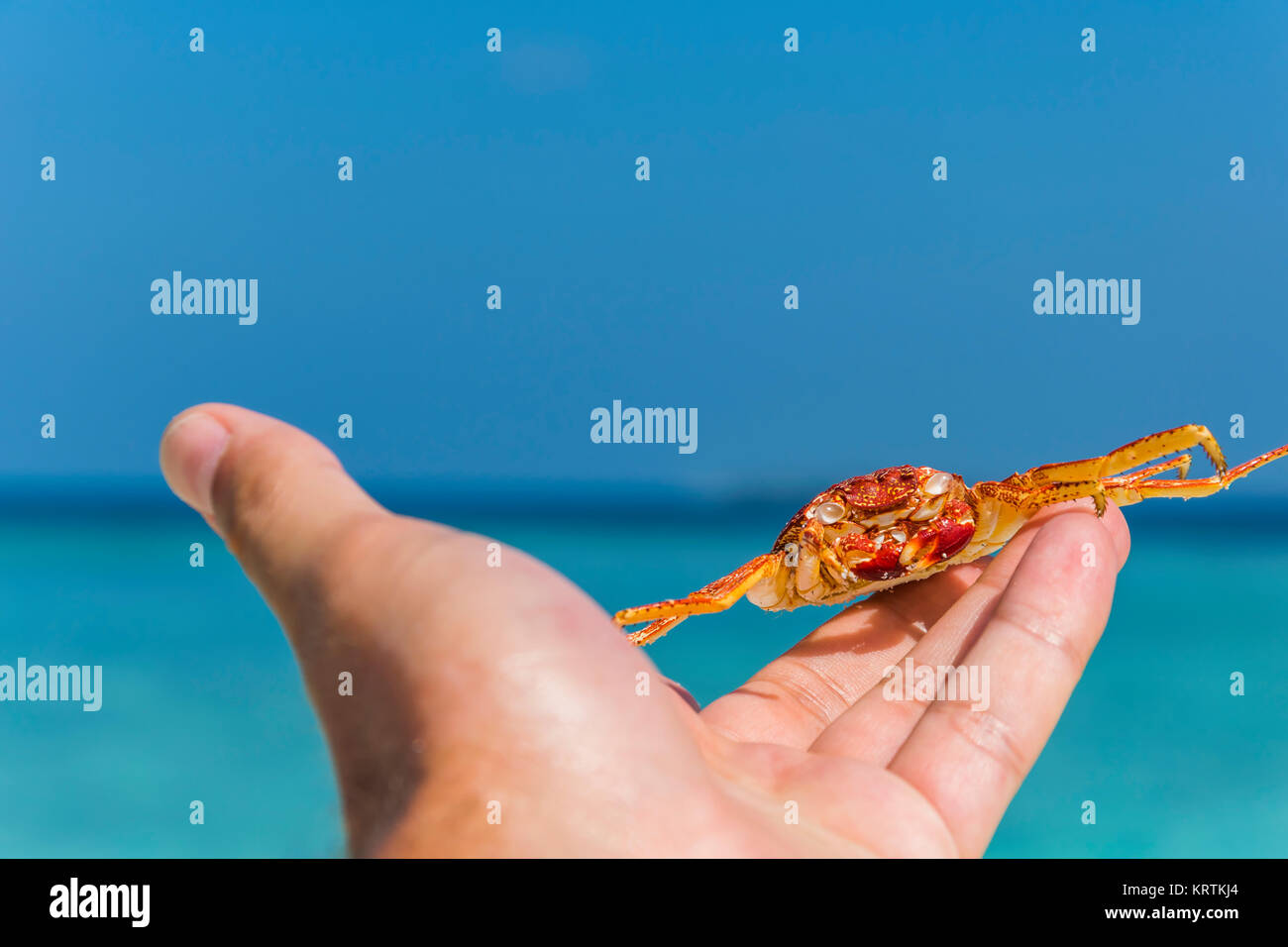 Holding the Crab in the Hand Stock Photo - Alamy