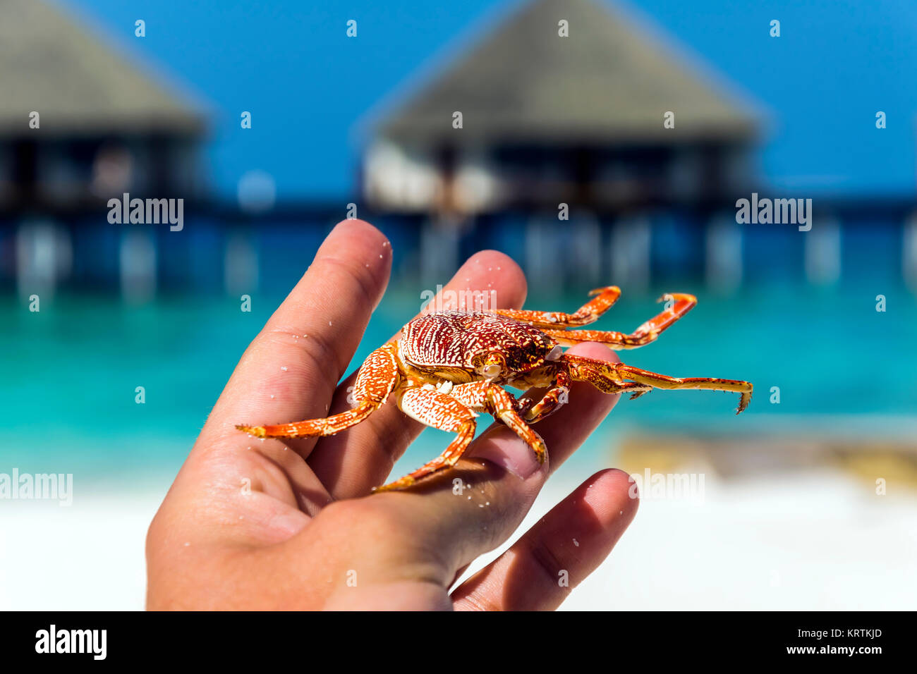 Holding the Crab in the Hand Stock Photo - Alamy