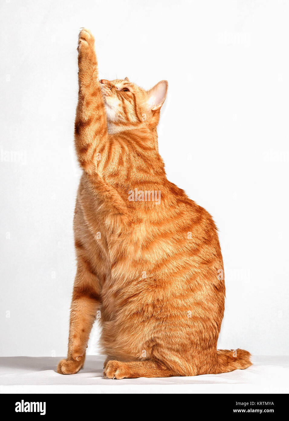 Cute cat reaching hi-res stock photography and images - Alamy
