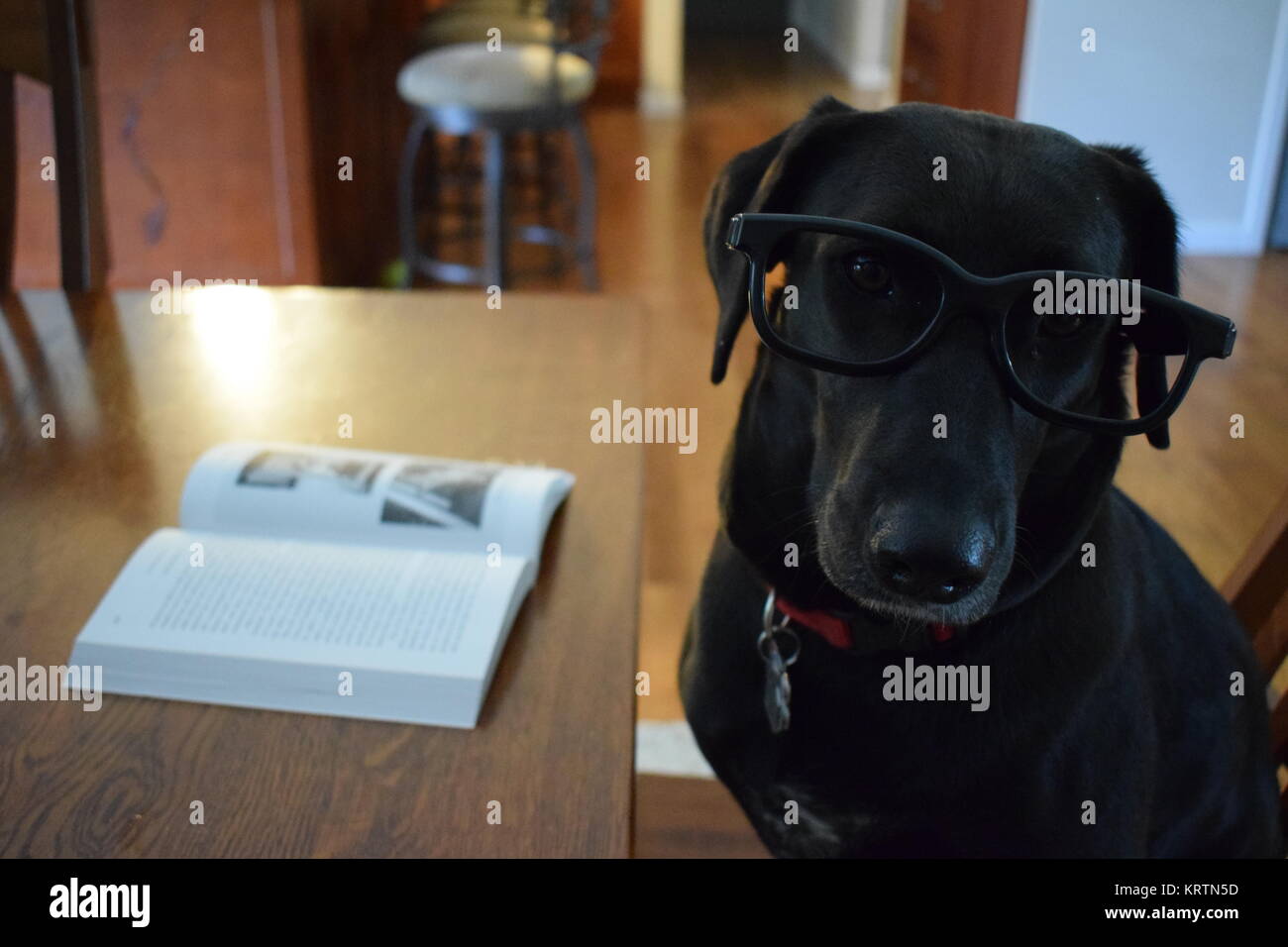 Funny dog in glasses reading a book Stock Photo - Alamy