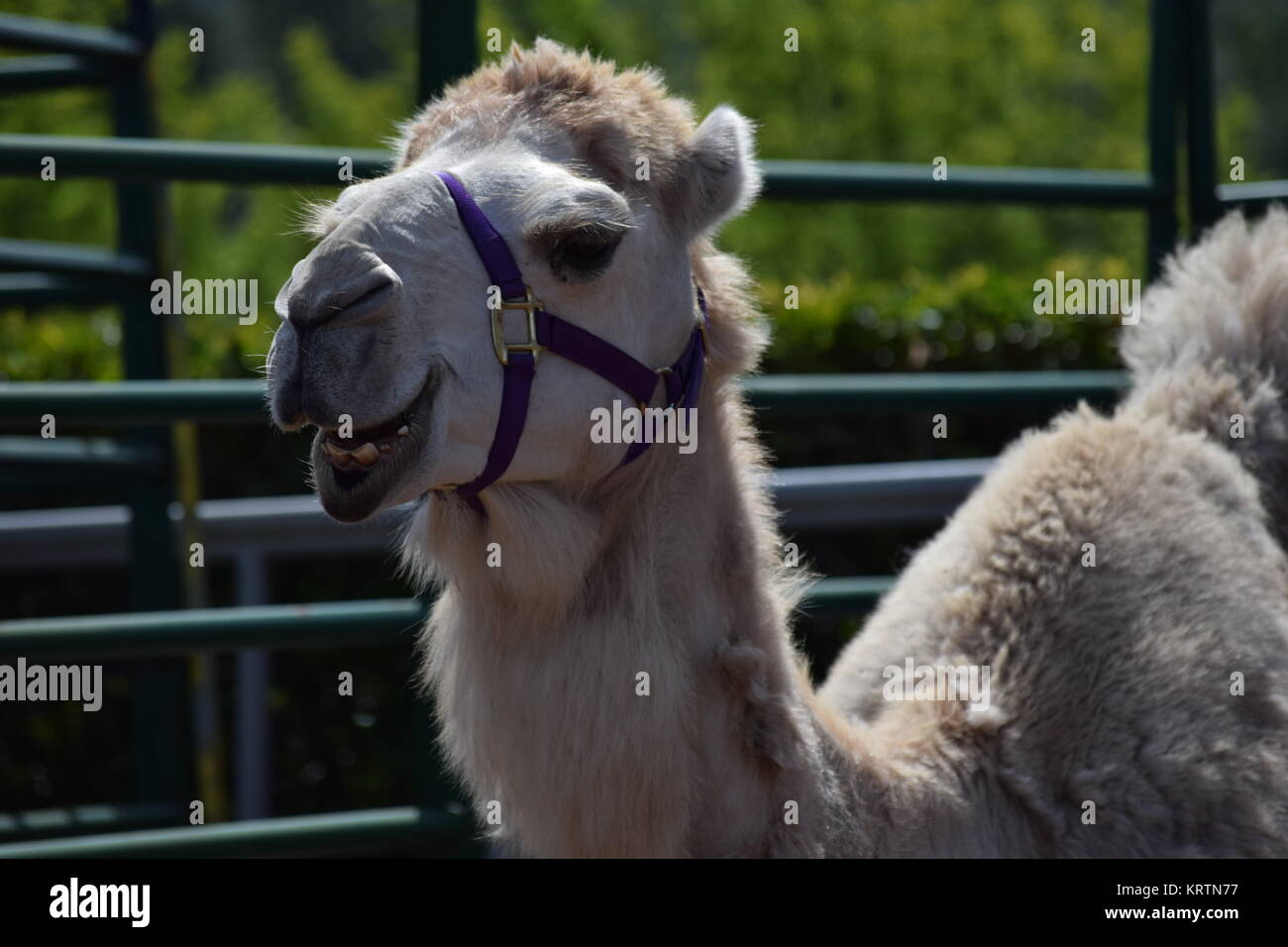 Camel With Halter High Resolution Stock Photography and Images - Alamy