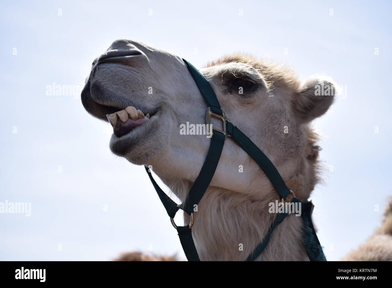 Funny smiling camel Stock Photo - Alamy