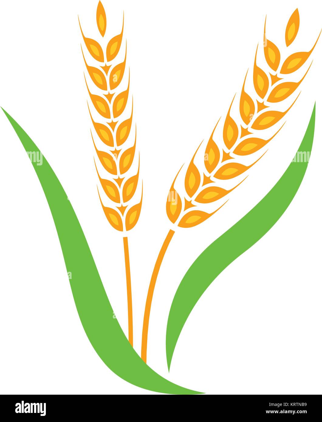 Barley Plant Vector