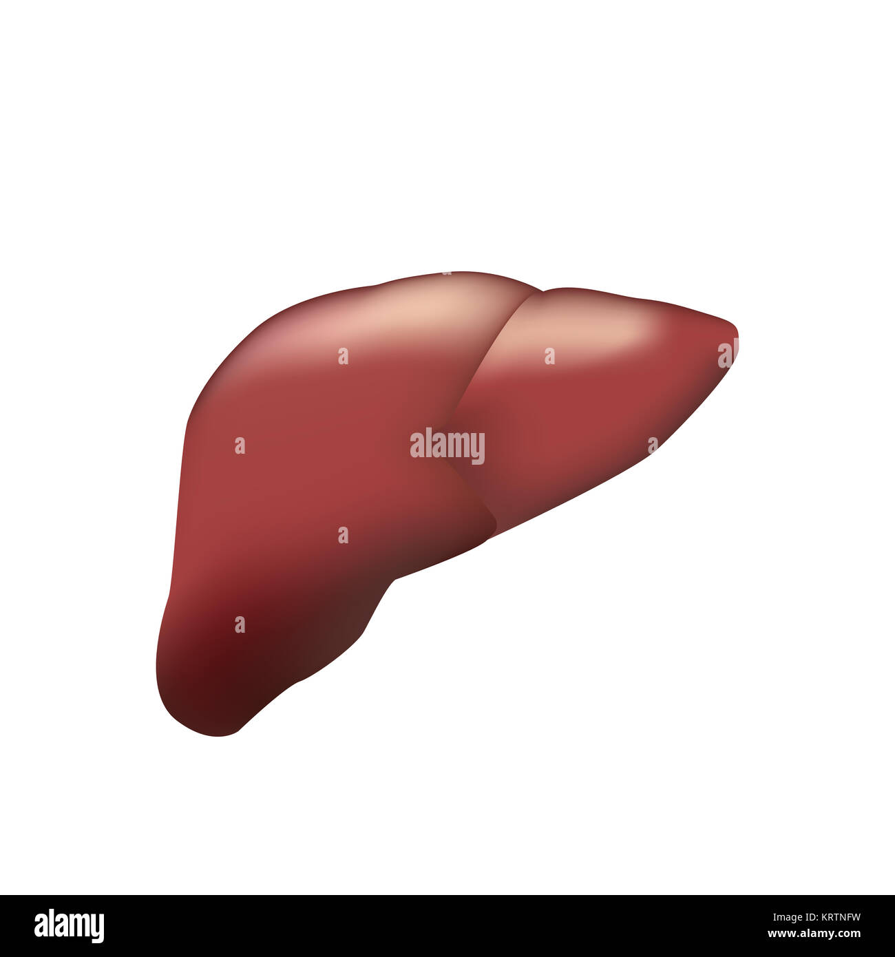 Realistic design concept human Cut Out Stock Images & Pictures - Alamy