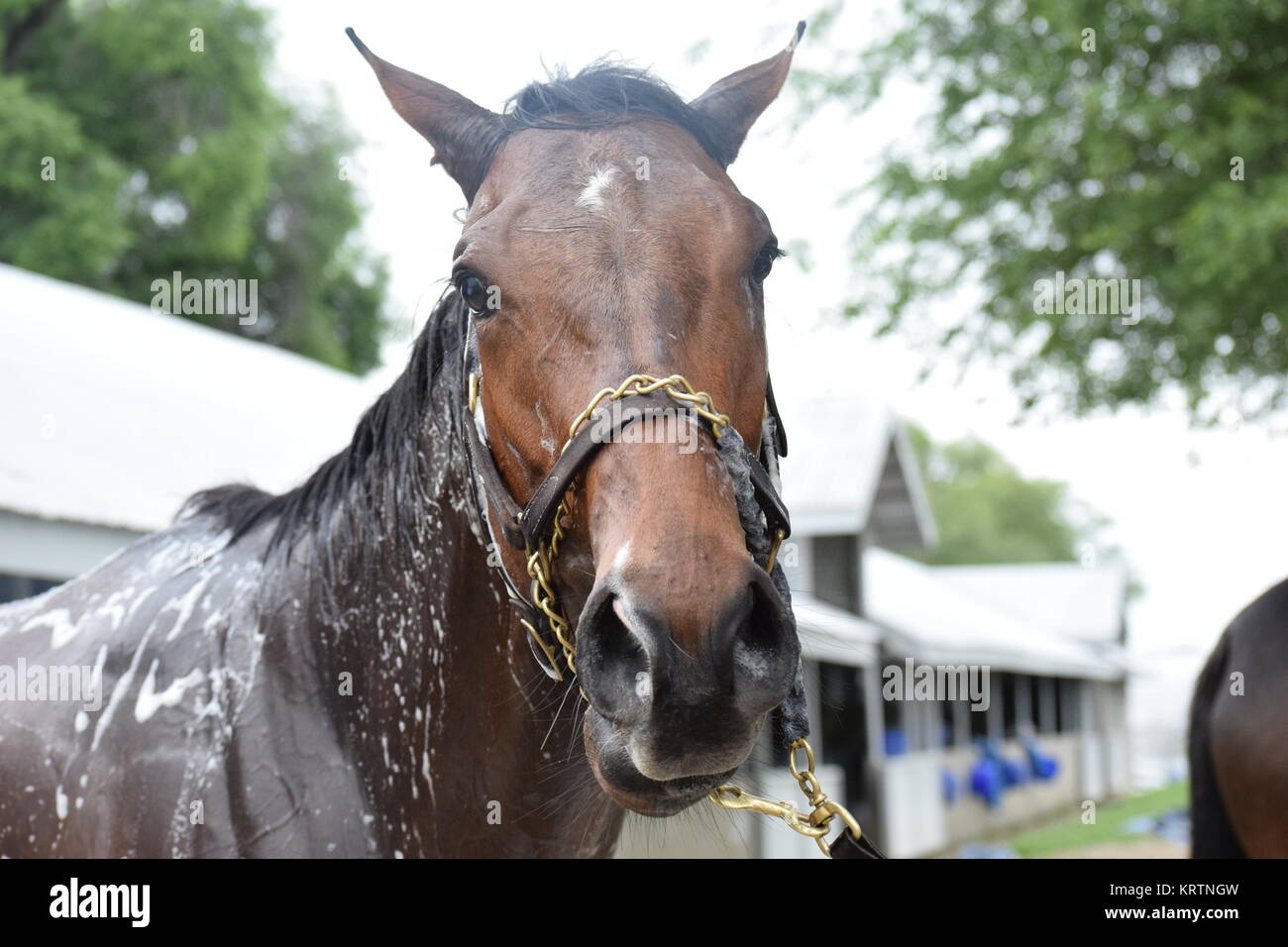 Thoroughbred taking a bath Stock Photo - Alamy