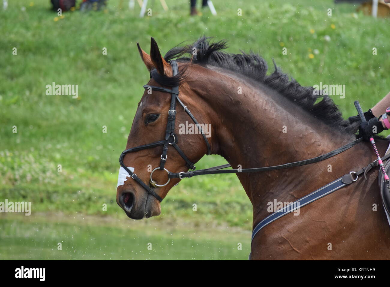 Cross country horse Stock Photo - Alamy