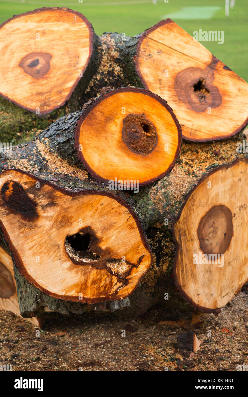 A freshly felled horse chestnut tree trunk which has been cut down by a ...