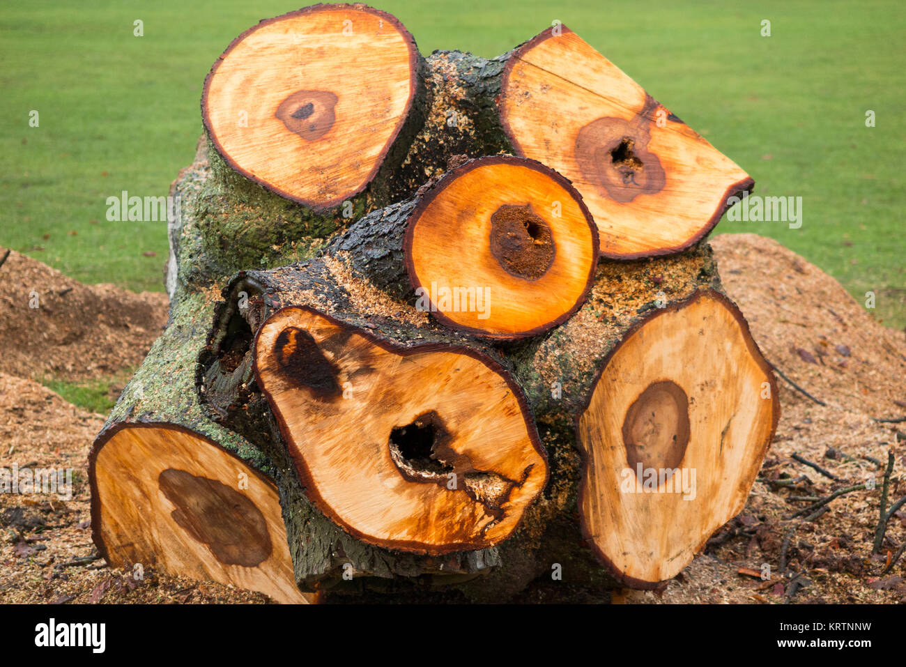 A freshly felled horse chestnut tree trunk which has been cut down by a ...