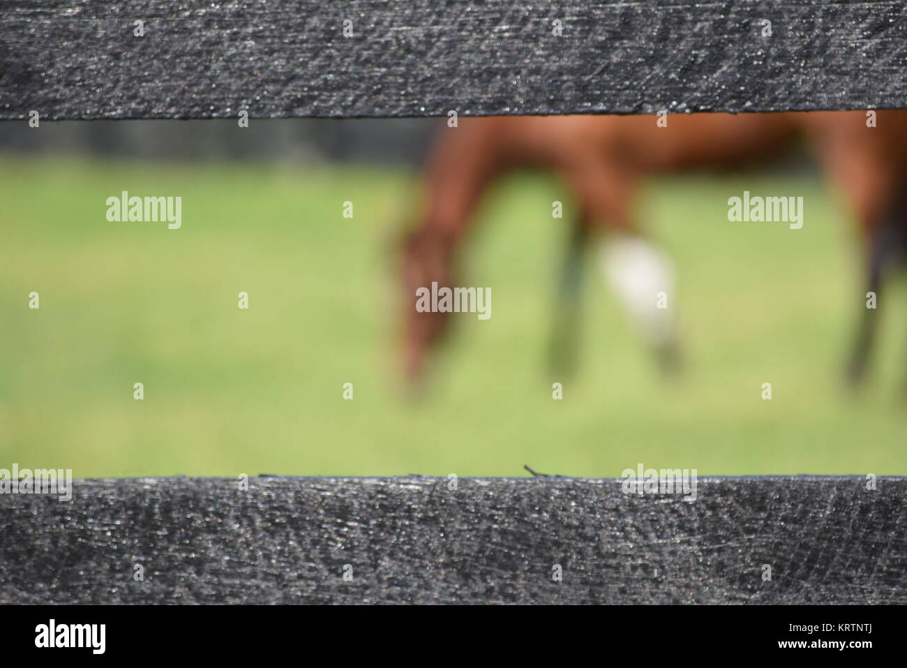 Horse behind fence hi-res stock photography and images - Alamy