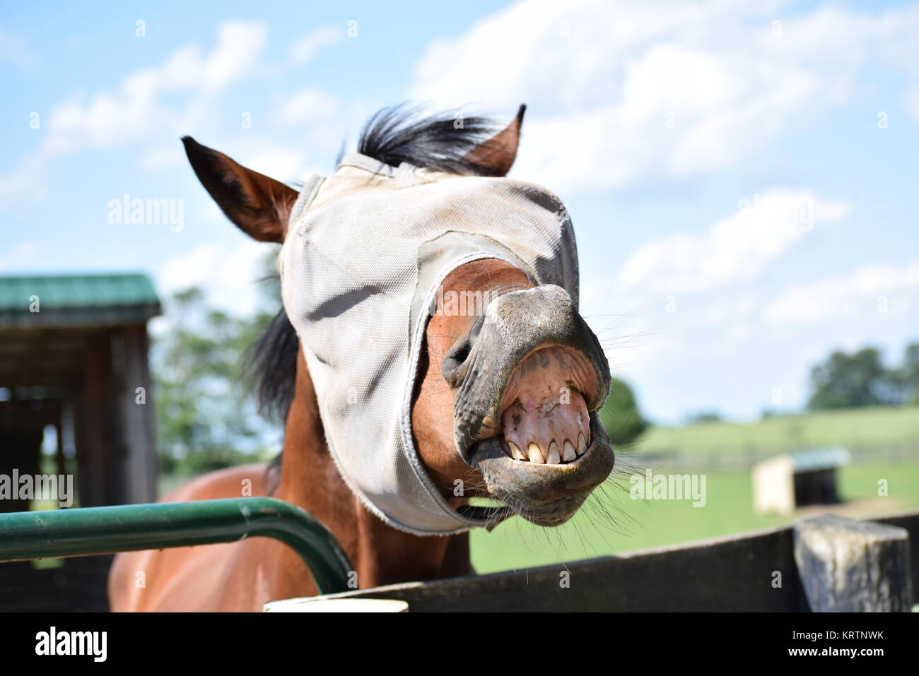 Funny horse smiling Stock Photo - Alamy