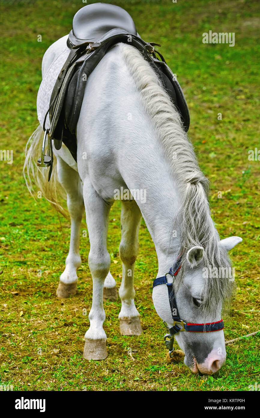 Saddled White Horse Stock Photo - Alamy