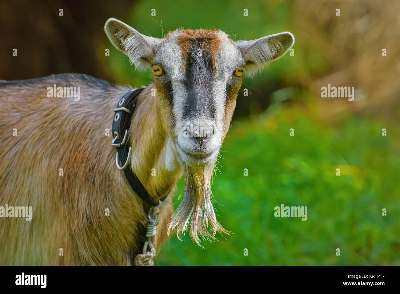 Portrait of Billy Goat Stock Photo - Alamy