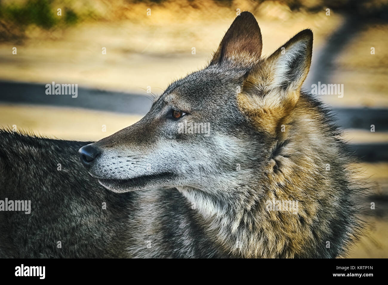 Portrait of Wolf Stock Photo - Alamy
