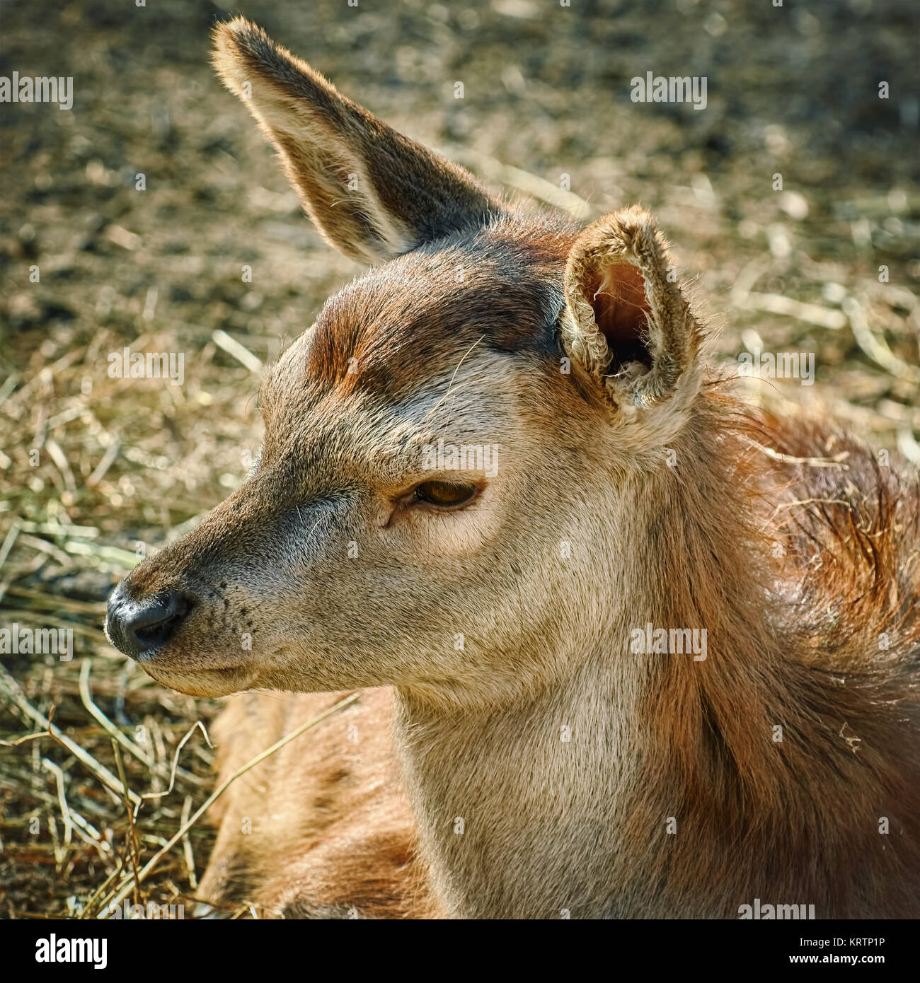Portrait of Deer Stock Photo - Alamy