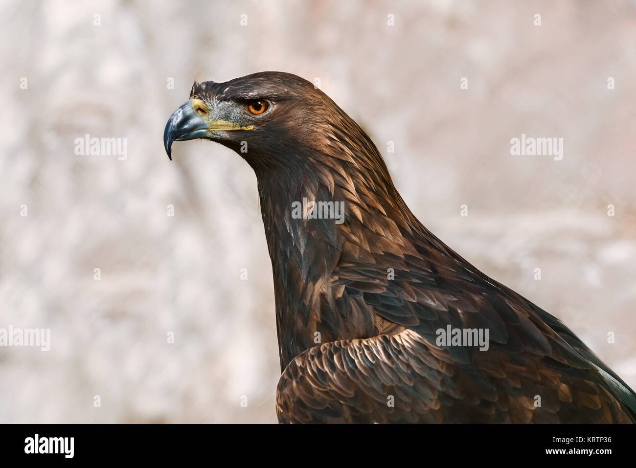 Sage eagle hi-res stock photography and images - Alamy