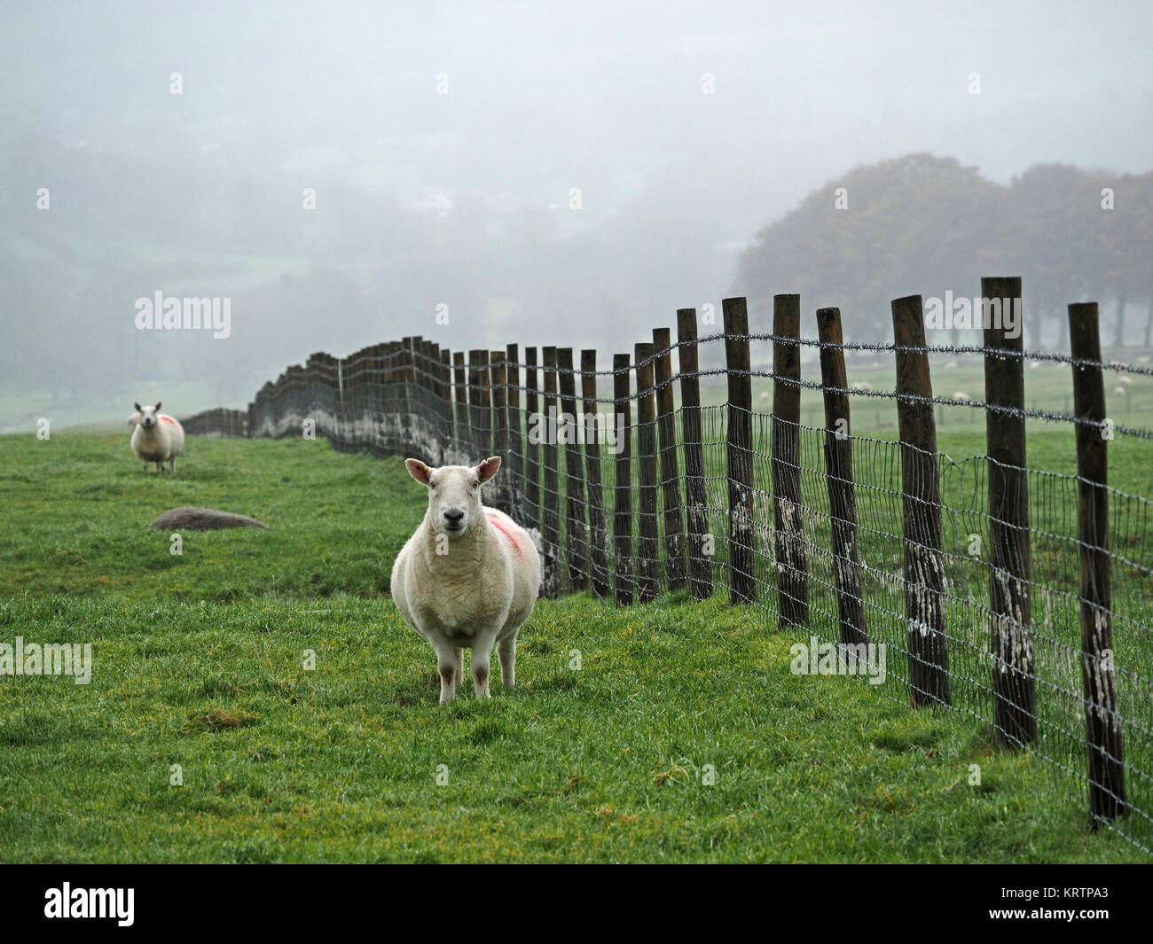 two sheep stare at the camera in misty landscape with long post & wire ...