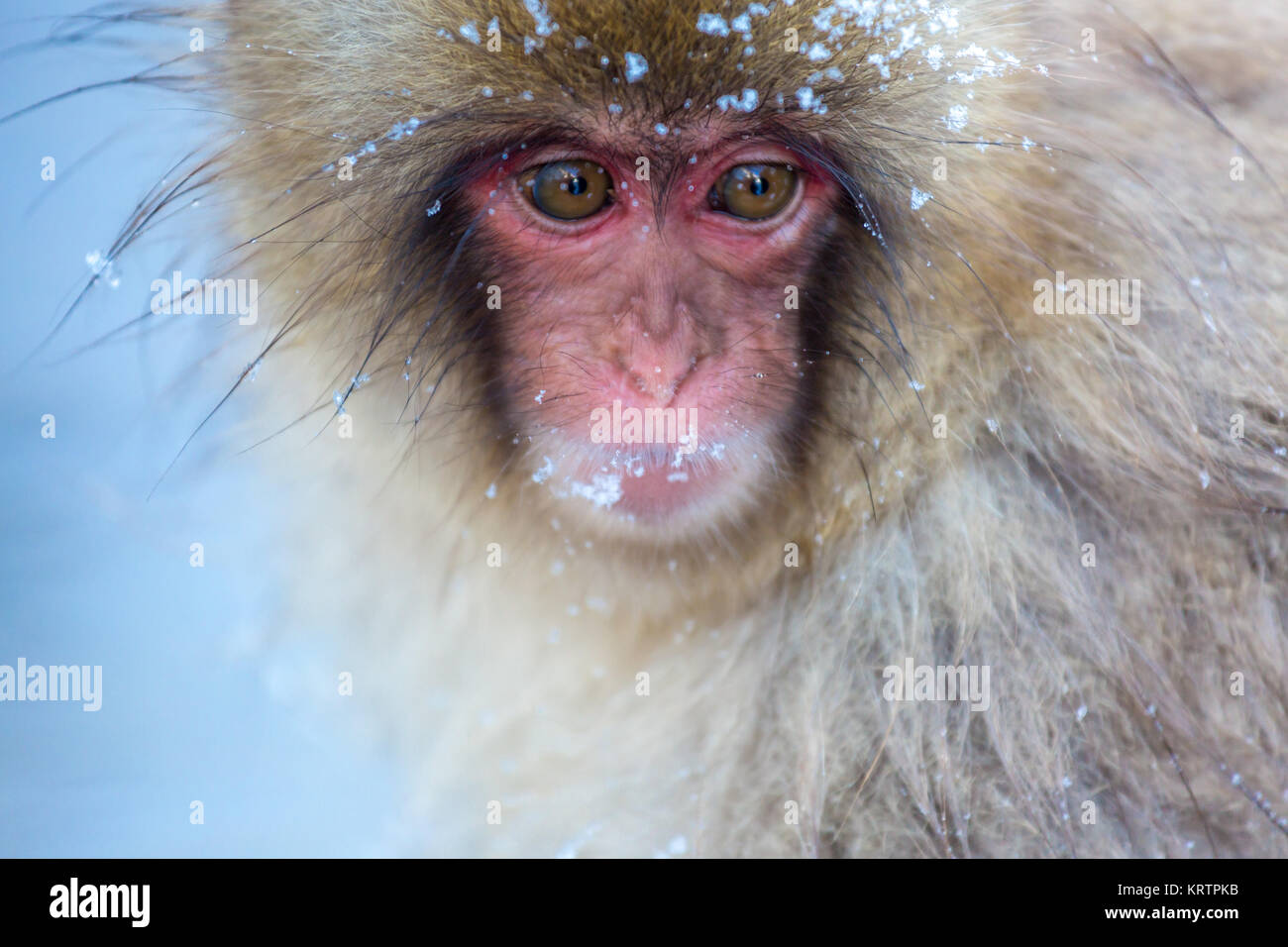 Snow monkey climbing tree hi-res stock photography and images - Alamy