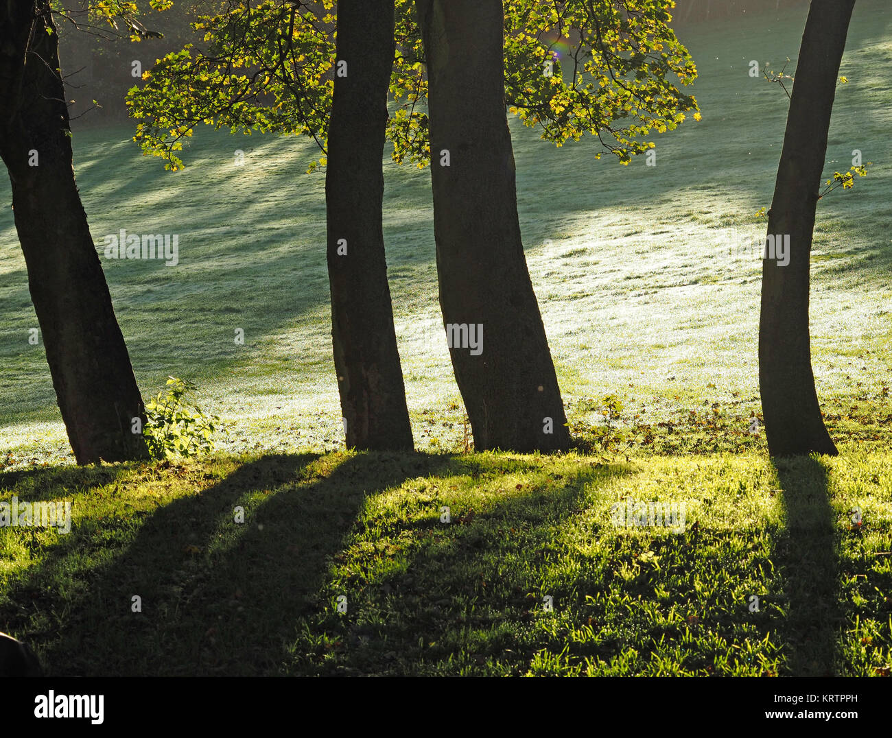 dark uneven trunks of four backlit trees and their shadows contrast ...