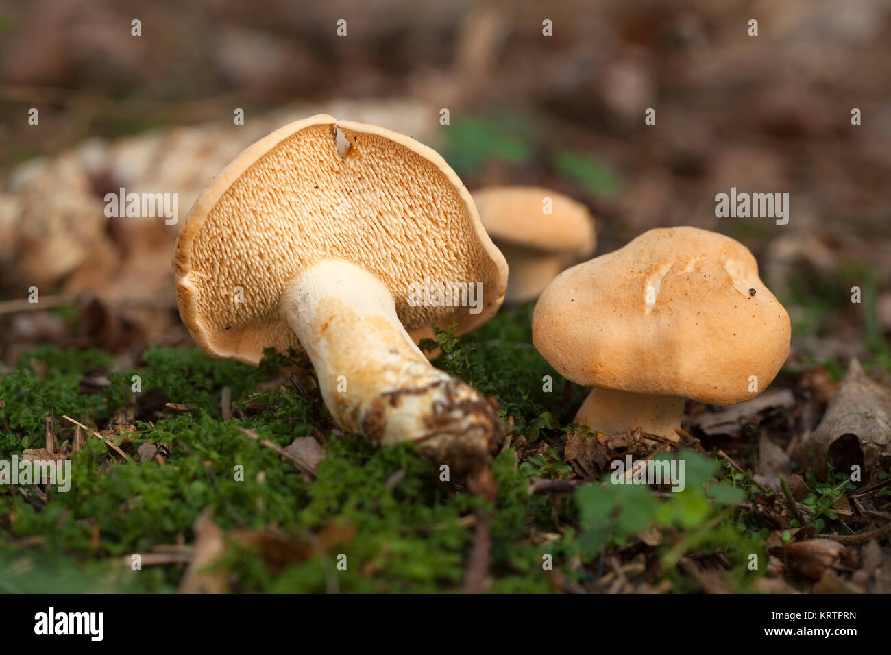 Species hydnaceae hi-res stock photography and images - Alamy