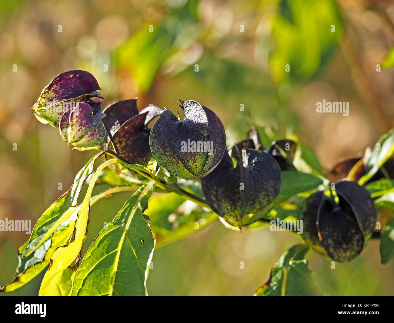sepals of six un-opened flower buds of Apple-of-Peru (Nicandra ...