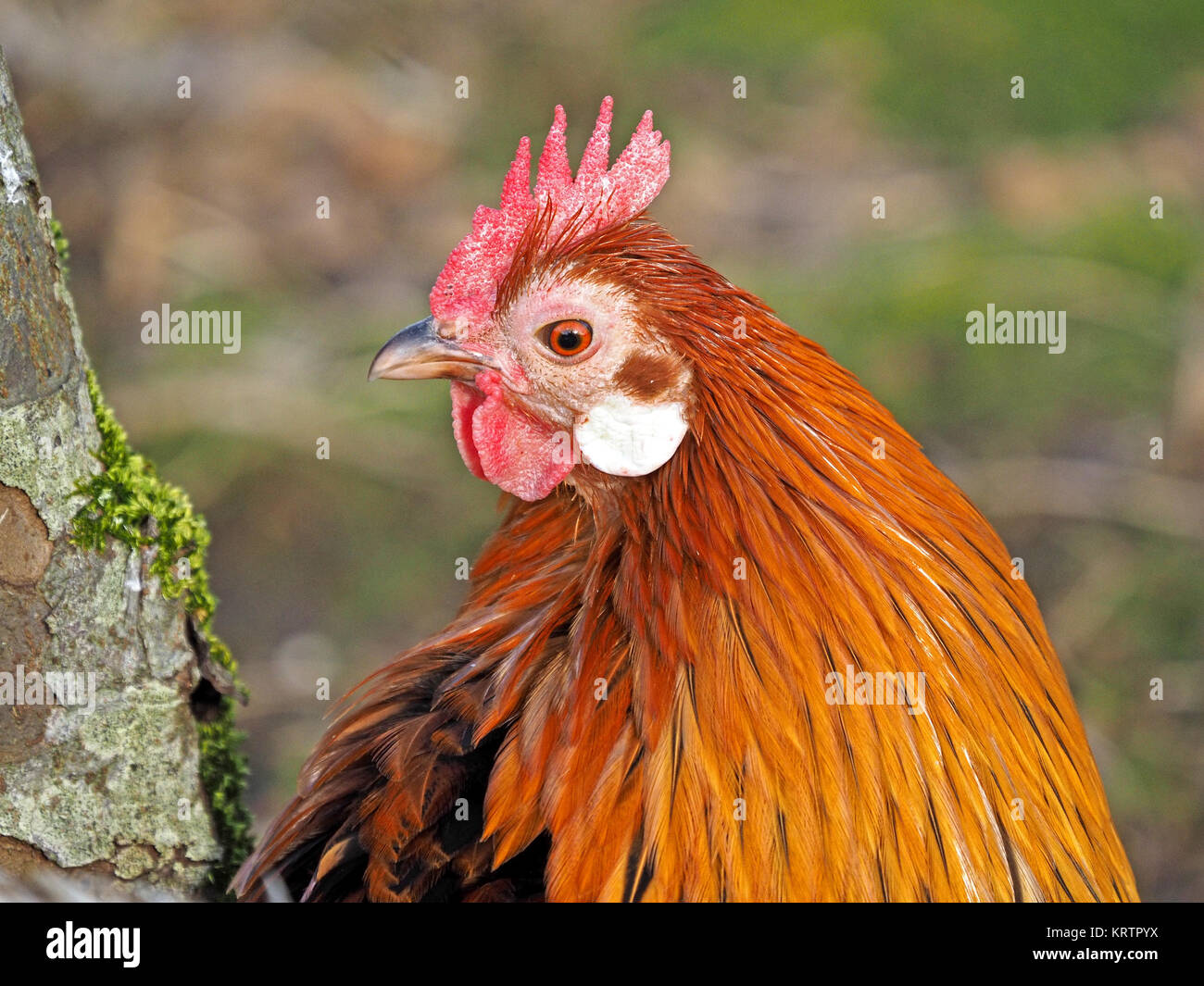 portrait of Single comb brown leghorn cockerel an old breed with fine ...