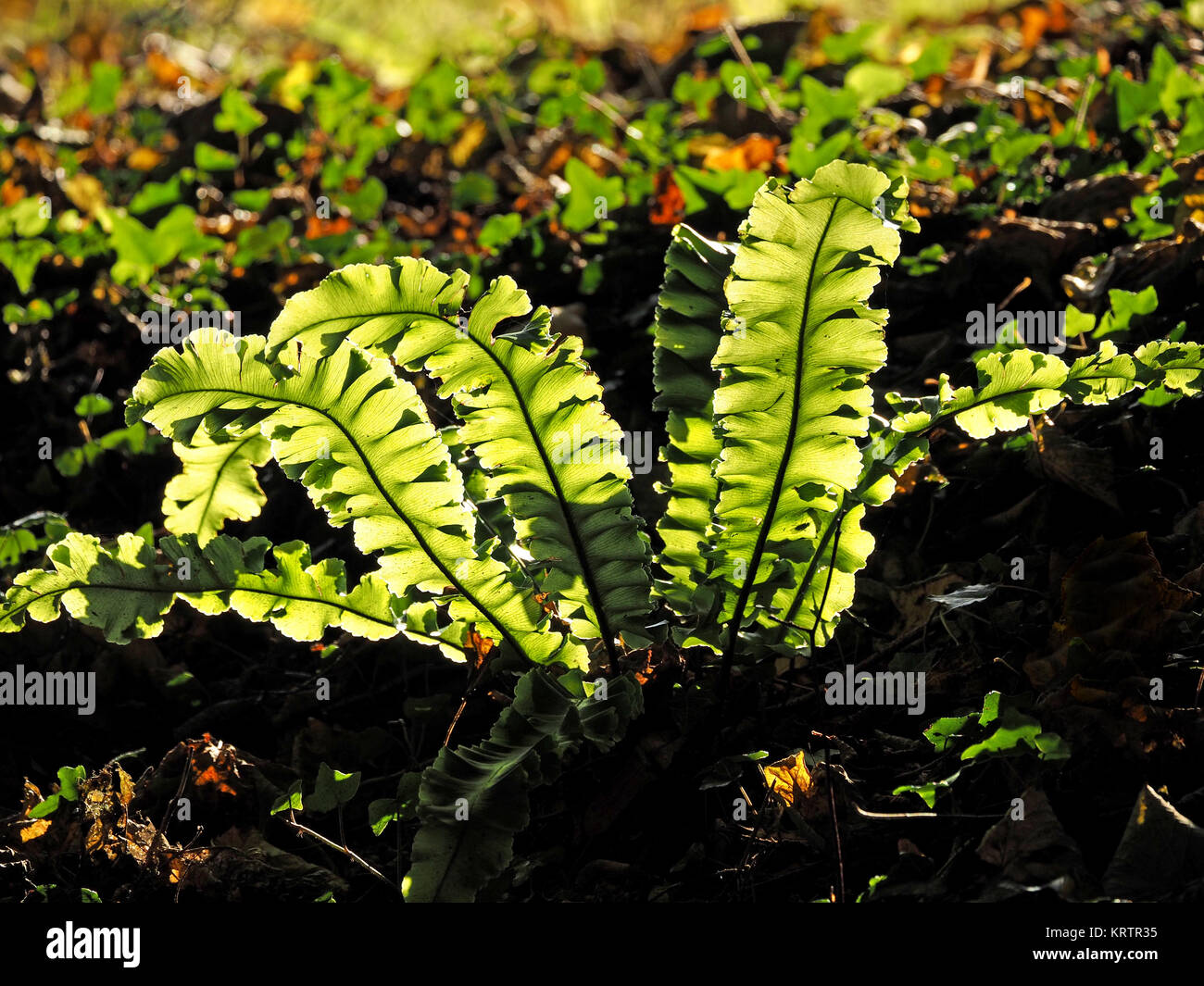 Wavy leaves of fern hi-res stock photography and images - Alamy