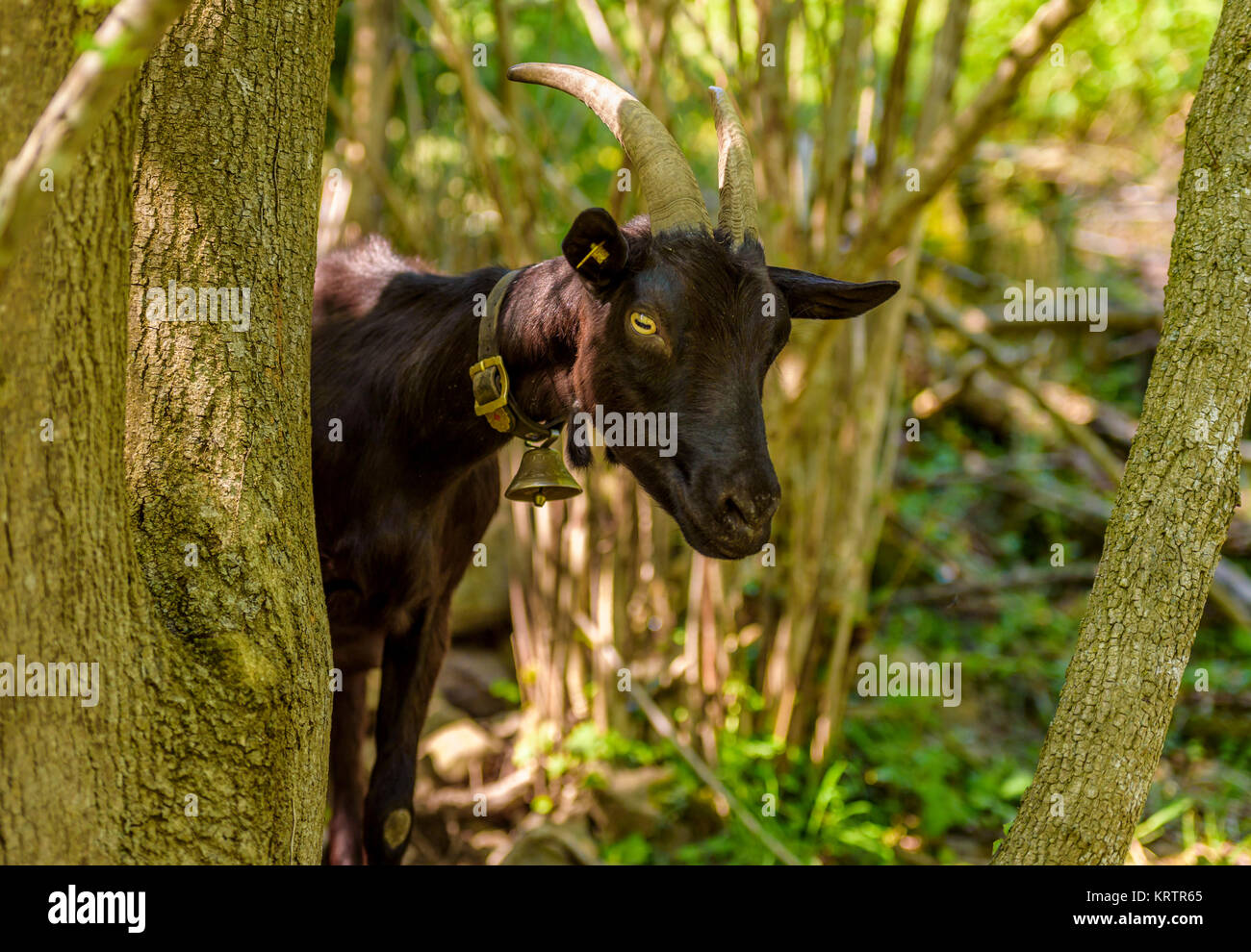 Goat hiding behind a tree Stock Photo - Alamy