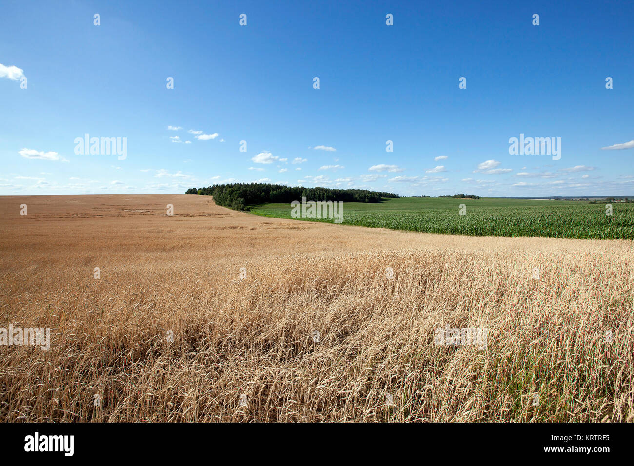farm field cereals Stock Photo - Alamy