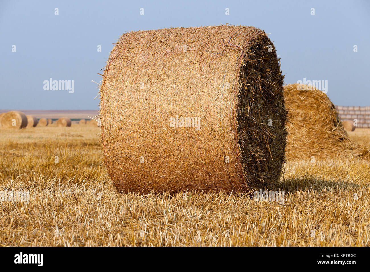haystacks in a field of straw Stock Photo - Alamy