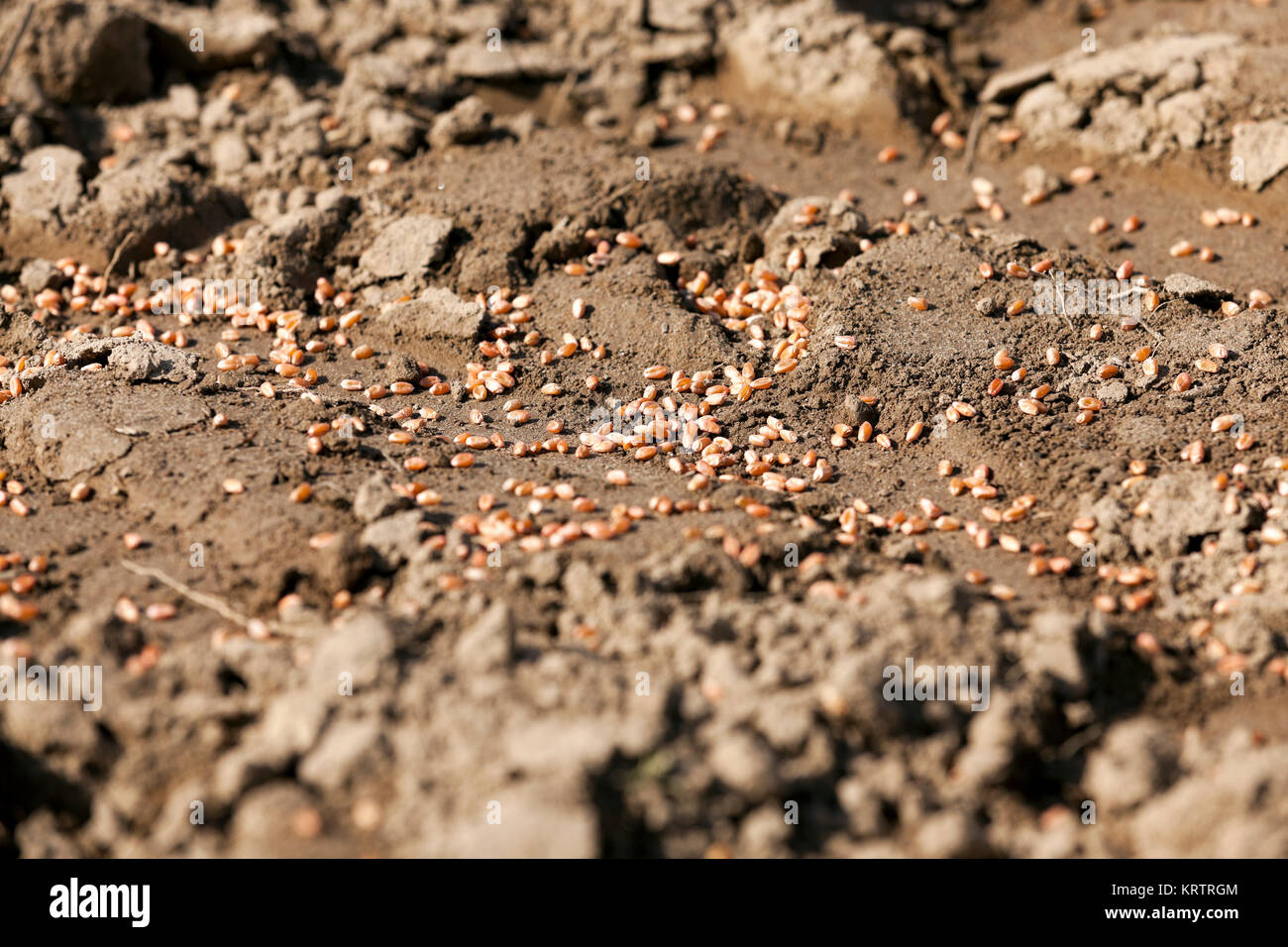 processed wheat. sowing Stock Photo - Alamy