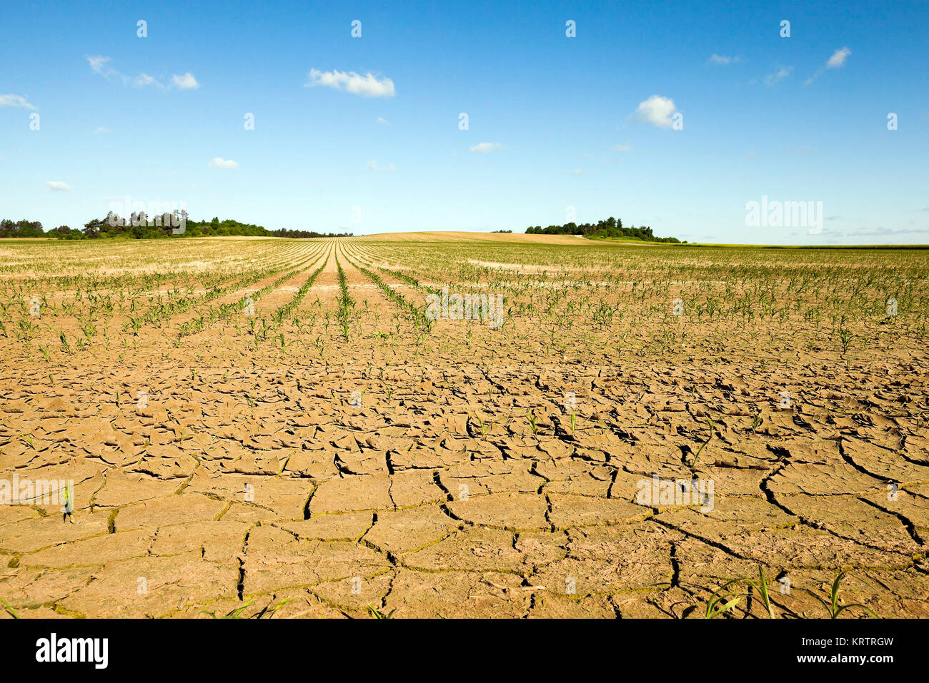 corn field. summer Stock Photo - Alamy