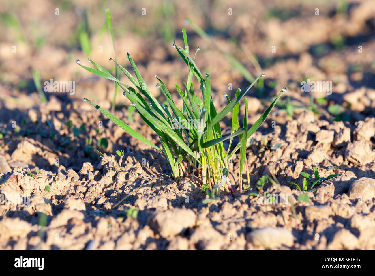 young grass plants, close-up Stock Photo - Alamy