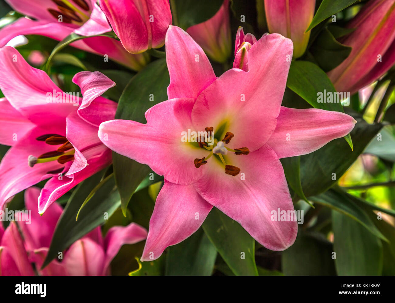 Beautiful pink lily flower close-up Stock Photo - Alamy