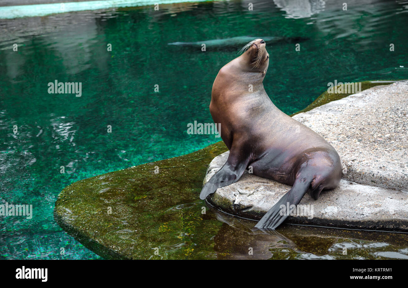 Fur seal sitting by the pool Stock Photo - Alamy