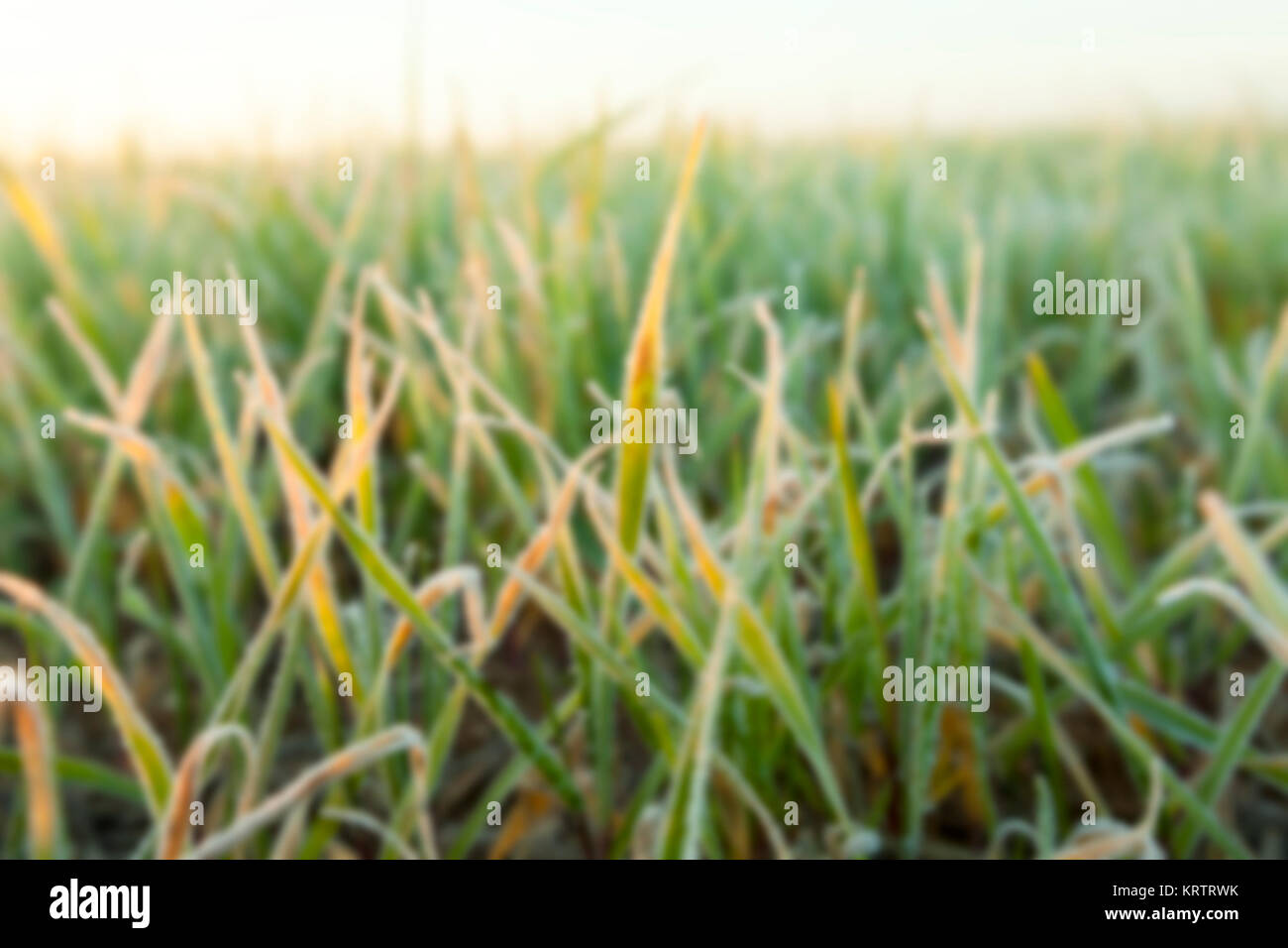 wheat during frost Stock Photo - Alamy