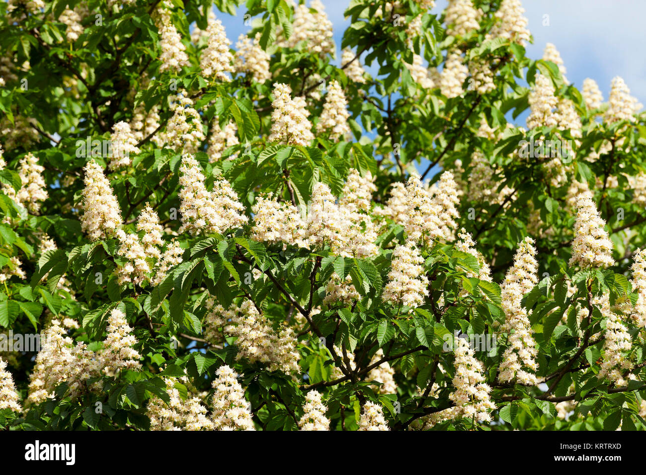 blooming chestnut tree in the spring season, a small depth of field ...