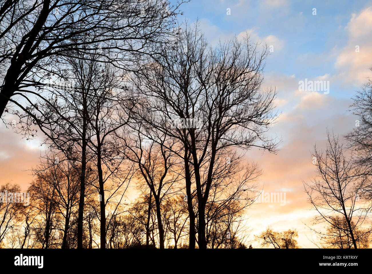trees in the park at sunset Stock Photo - Alamy