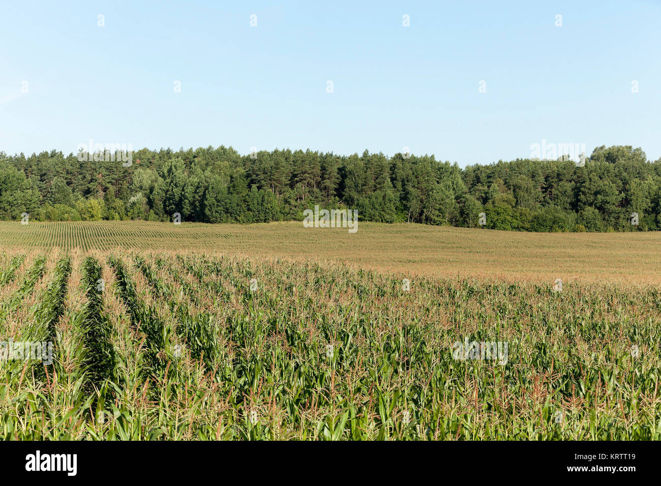 Corn field, summer Stock Photo - Alamy
