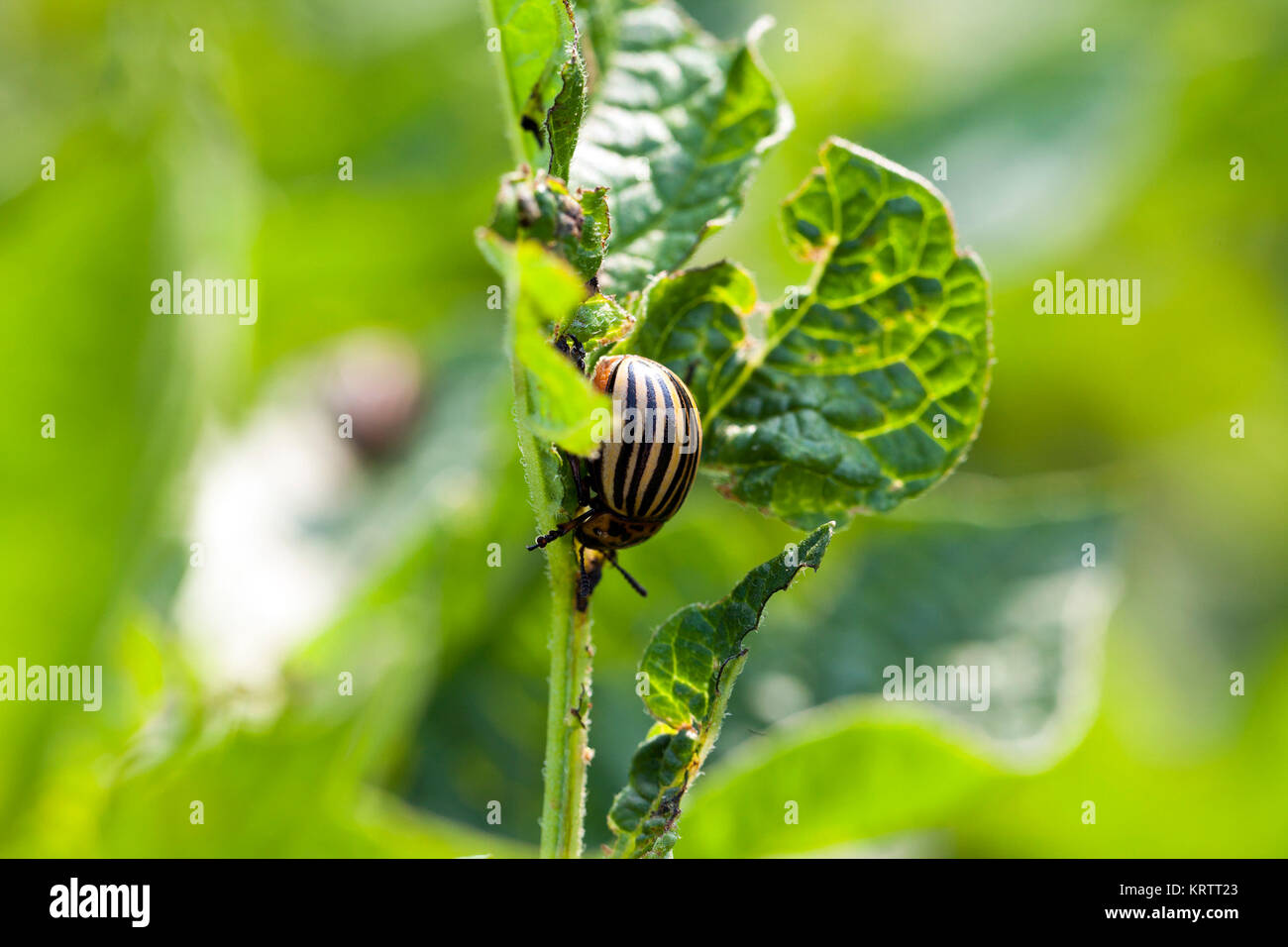 Maggot farming hi-res stock photography and images - Alamy