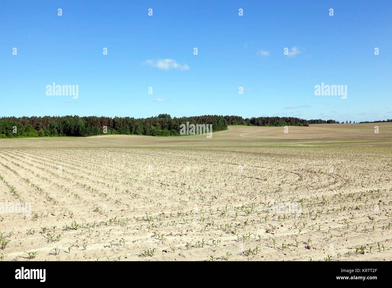 Corn field, summer Stock Photo - Alamy