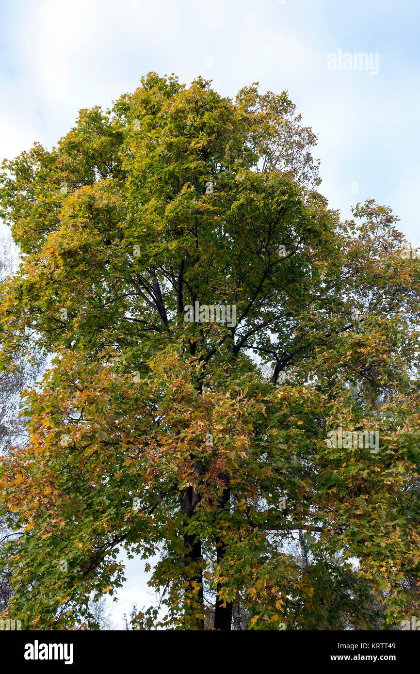Yellowing foliage in sunny hi-res stock photography and images - Alamy