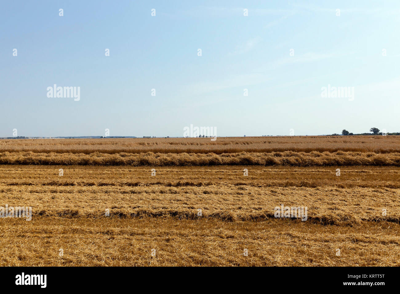 farm field cereals Stock Photo - Alamy